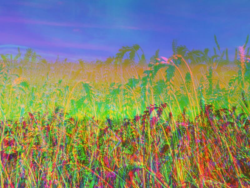 Wheat field abstract stock photo. Image of abstract - 240457456