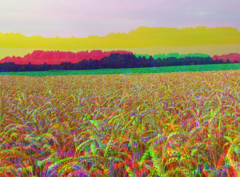 Wheat field abstract stock image. Image of abstract - 240457361