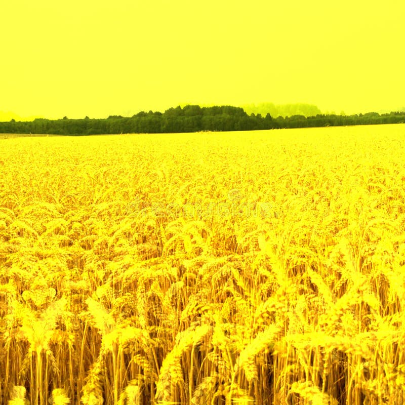 Wheat field abstract stock photo. Image of background - 241572116