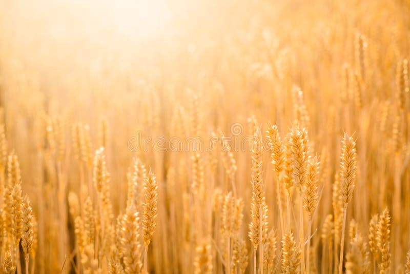 Wheat Field Against Rising Sun Stock Image - Image of rural, organic ...
