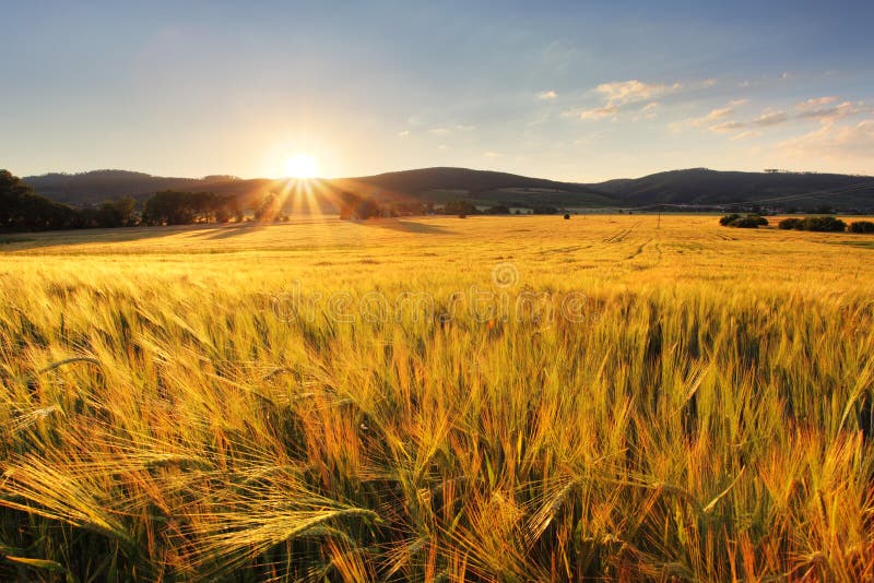 Wheat Field - Agriculture Farm, Industry Stock Image - Image of grain ...