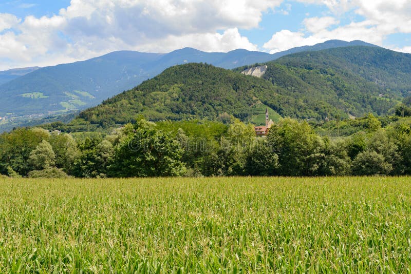 Wheat Field on the Alps stock photo. Image of alpine - 207573290