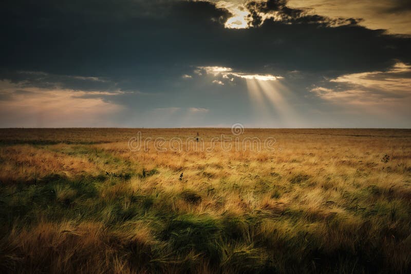 Wheat field stock photo. Image of landscape, rural, countryside - 123356698