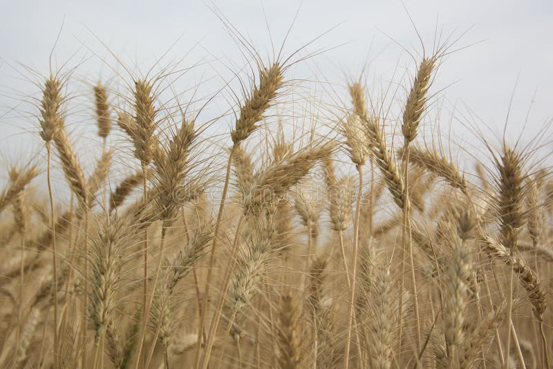Wheat Farm Punjab India Stock Photos - Free & Royalty-Free Stock Photos ...