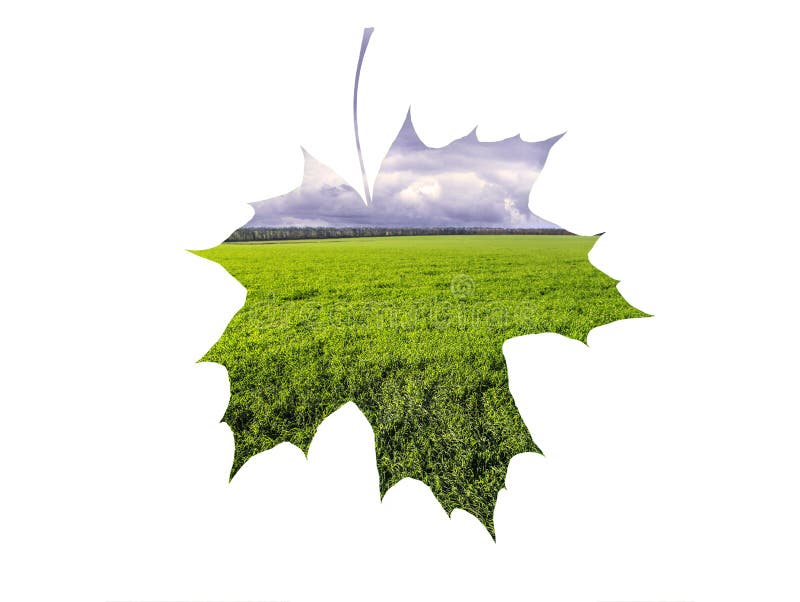 Wheat Field in Autumn Inside Maple Leaf Stock Photo - Image of grass ...