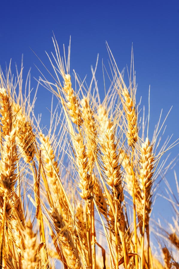 Wheat field stock photo. Image of golden, nature, objects - 42646392