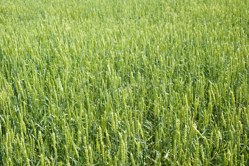 Wheat field background stock image. Image of rural, cultivation - 13023337