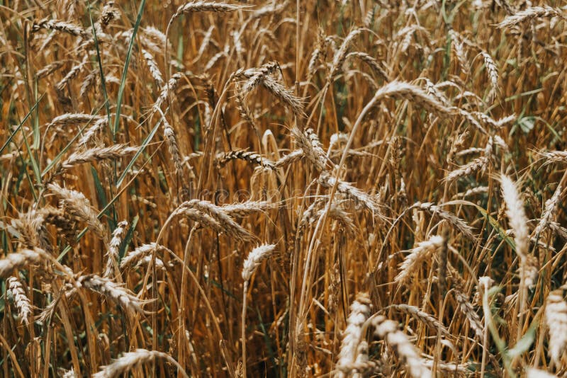 Wheat Field Background. Harvesting. Agriculture Stock Photo - Image of ...