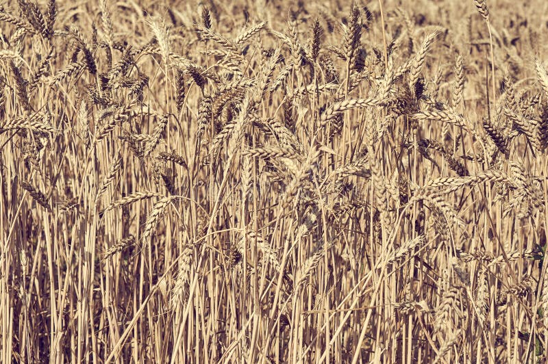 Wheat Field, Wheat Background Stock Photo - Image of rural, landscape ...