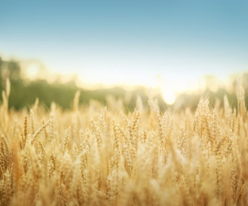 Wheat field background stock image. Image of wheat, ingredient - 139287591
