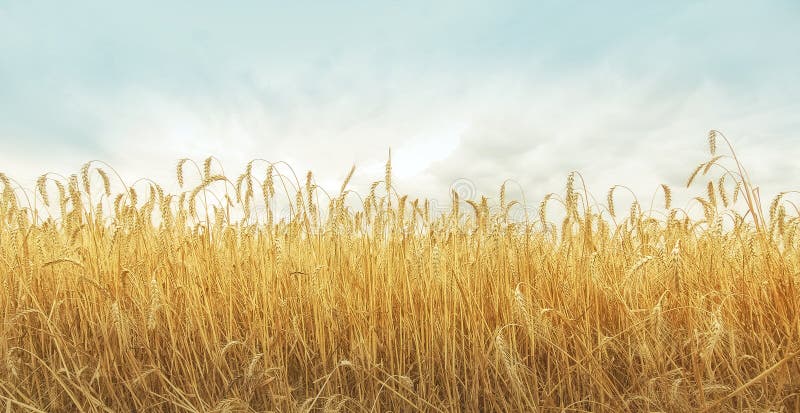 Wheat field background stock photo. Image of field, harvest - 143330938