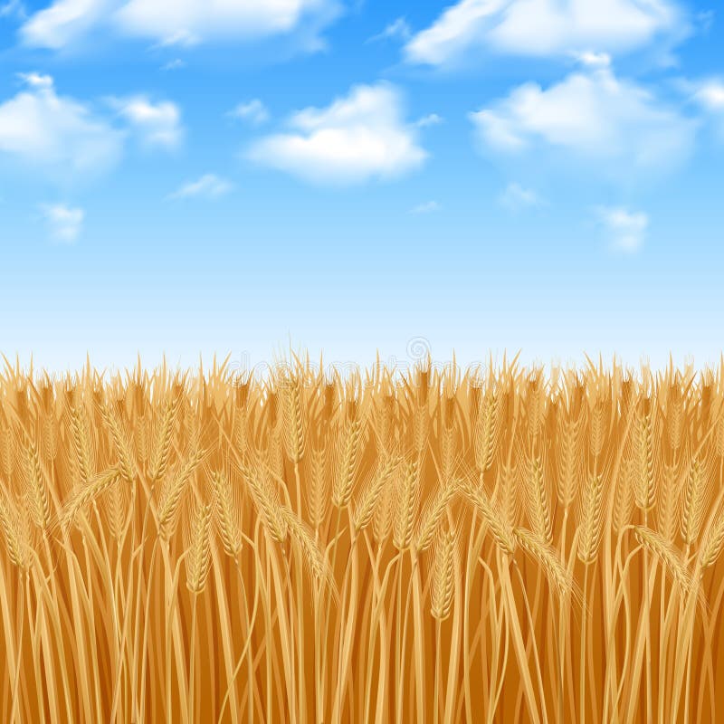 Wheat Field Background Vector Design Illustration Stock Vector ...