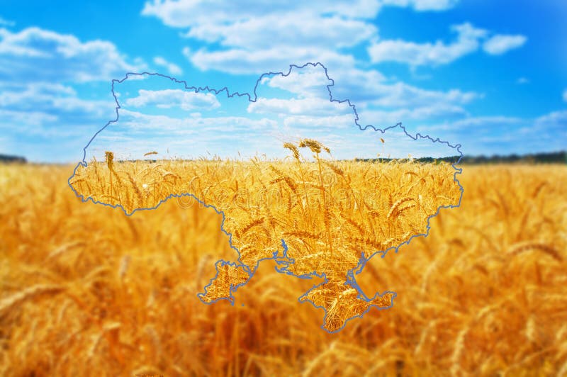 Wheat Field on the Background of the Map of Ukraine Stock Image - Image ...
