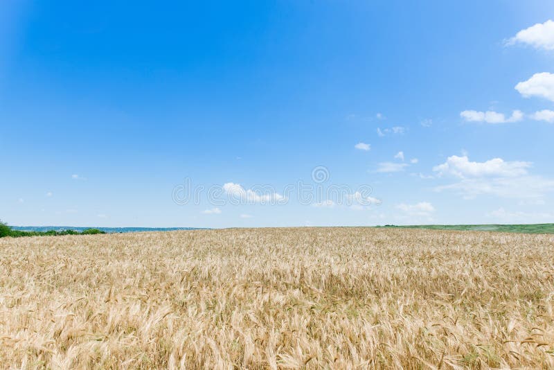 Wheat Field on the Background Stock Photo - Image of grain, gold: 120032296