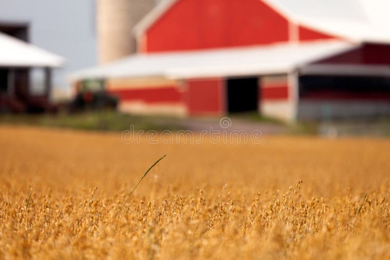 Wheat field and barn stock photo. Image of rural, lone - 20647916