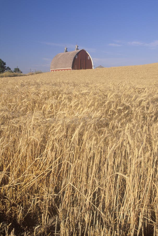 An Old Barn in a Wheat Field Stock Photo - Image of farms, barns: 26253320