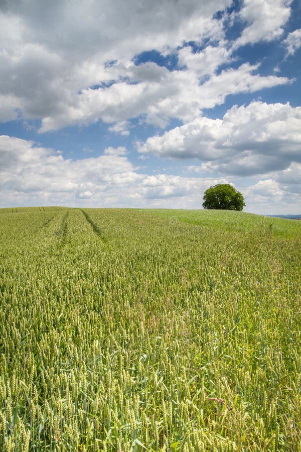Wheat Field in Bavaria, Germany Stock Image - Image of production ...