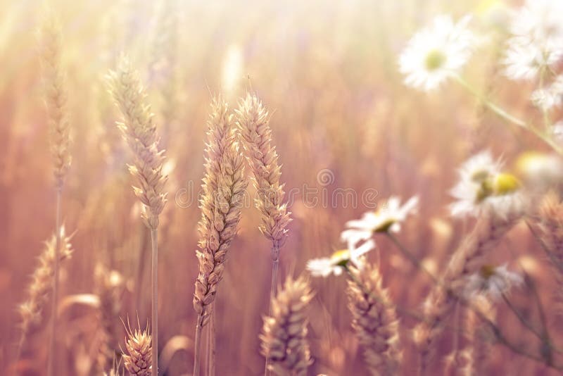 Wheat Ripening in Late Summer Sun, Shropshire Stock Photo - Image of ...