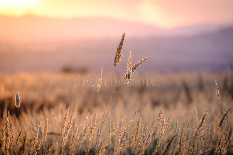 Wheat Field, Beautiful Rural Nature Scene Stock Image - Image of meadow ...