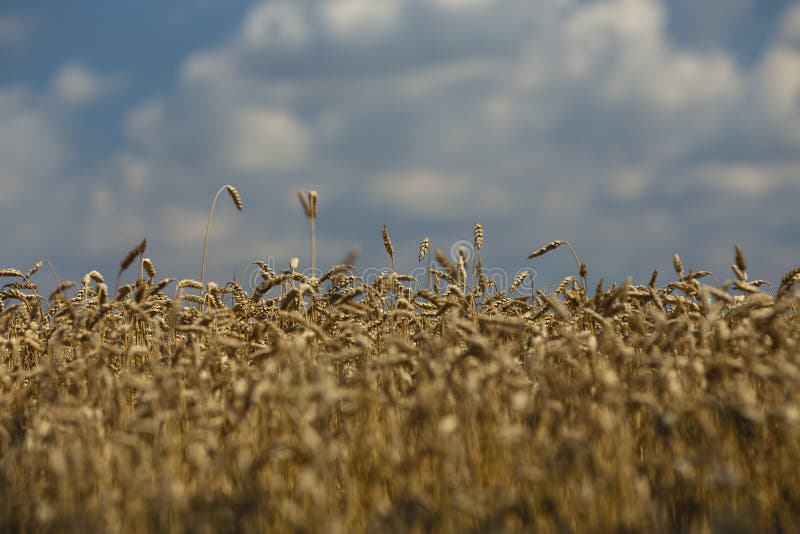 A Wheat Field Below and a Sky with Beautiful Clouds Above. Stock Image ...