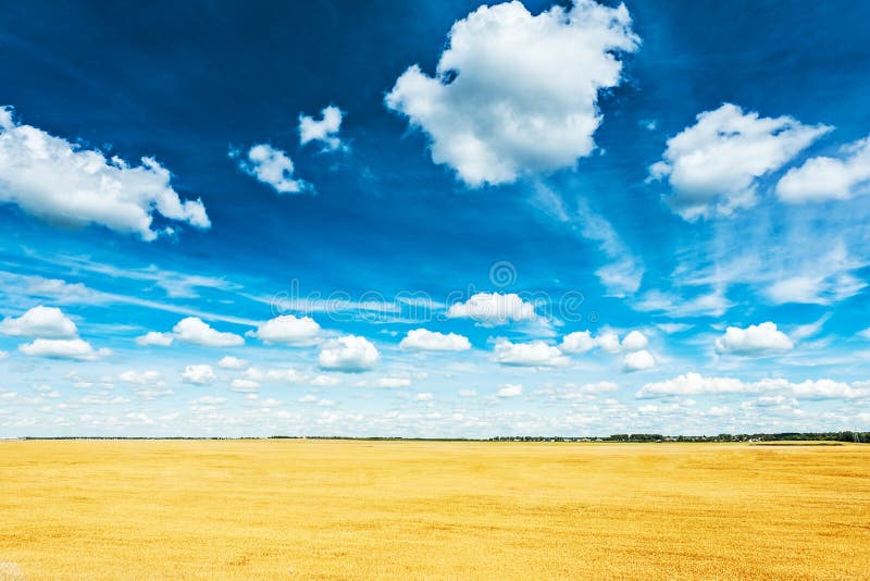 Wheat Field and Blue Cloudy Heaven View from Height Stock Photo - Image ...