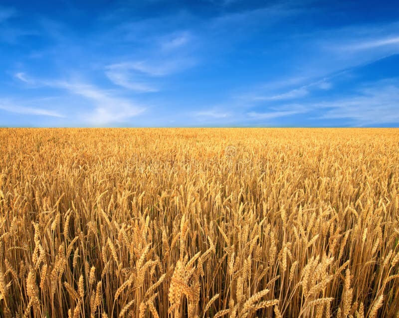 Wheat Field and Blue Sky As Background Stock Photo - Image of harvest ...