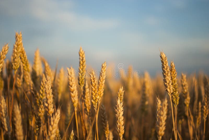 Wheat Field with Blue Sky in the Background Stock Photo - Image of blue ...