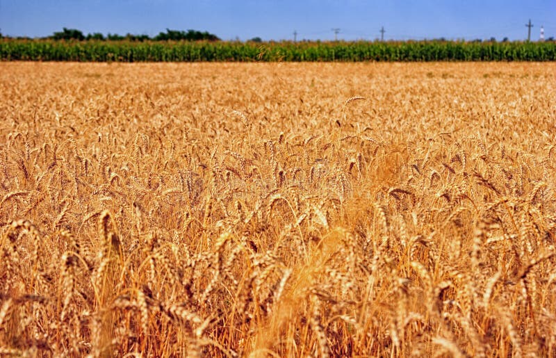 Wheat field stock image. Image of wheatfield, field, rural - 78192209