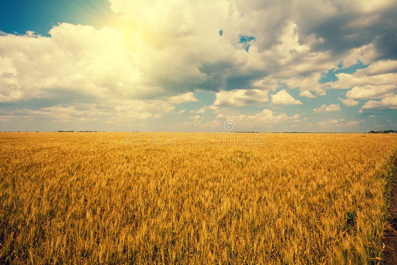 Wheat field with blue sky stock photo. Image of horizon - 65280986