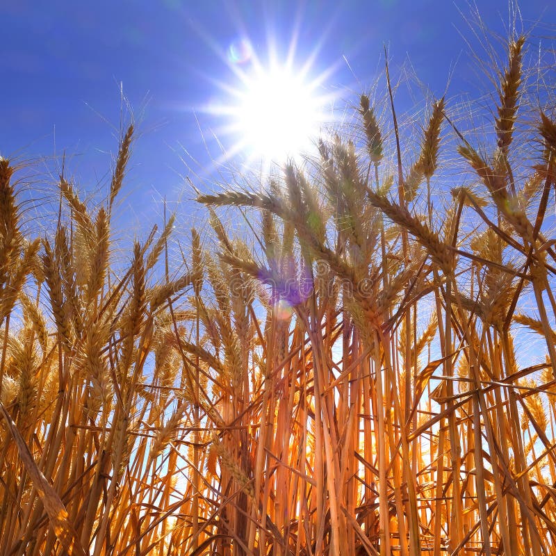 Wheat in Field with Blue Sky and Sun Sunstar Stock Image - Image of ...