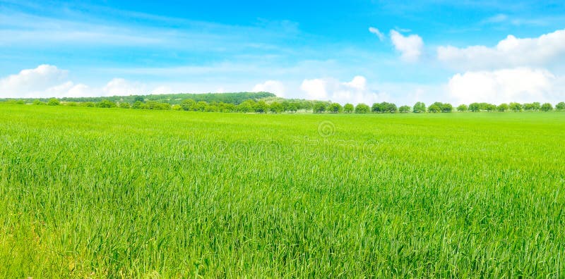 Wheat Field and Blue Sky. Wide Photo Stock Photo - Image of horizon ...