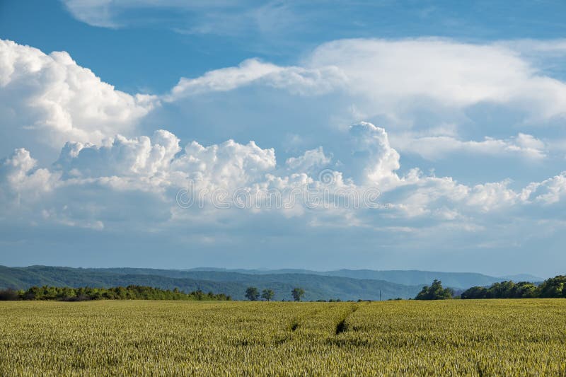 Wheat Field and Bright Blue Sky with Clouds Stock Image - Image of ...