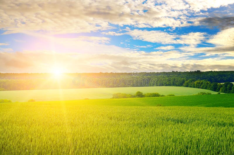 Wheat Field and Bright Sun Rise Over the Horizon Stock Photo - Image of ...