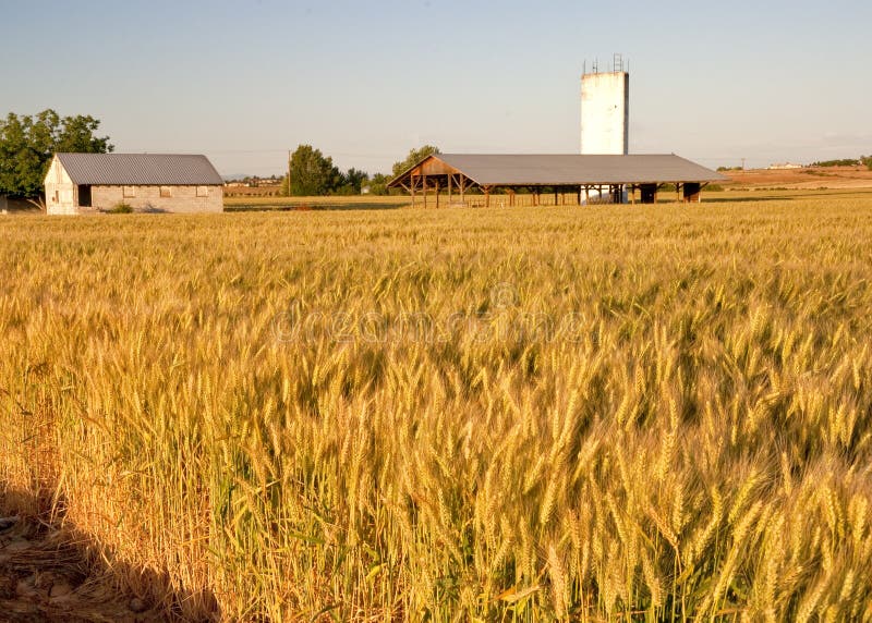 120+ Building wheat Free Stock Photos - StockFreeImages