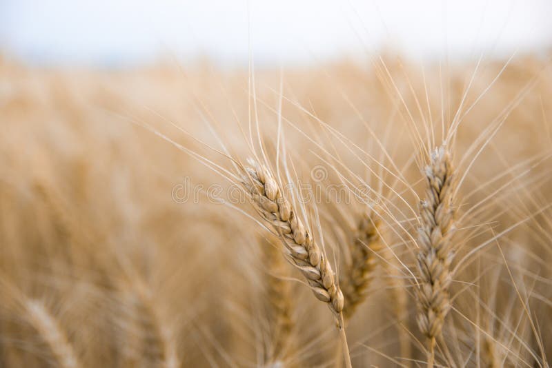 Wheat Field in Central Russia. Stock Image - Image of cultivate ...