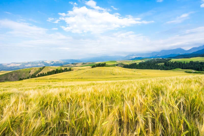 Wheat field in China stock image. Image of fresh, china - 127655393