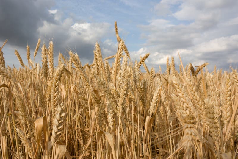 Wheat field close-up stock image. Image of summer, food - 15409159