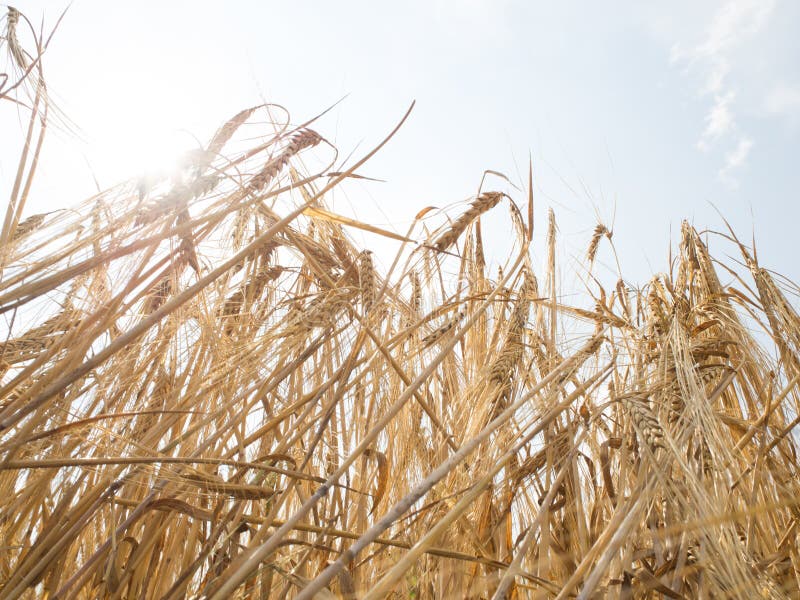 Wheat field stock photo. Image of growth, healthy, farming - 45873126