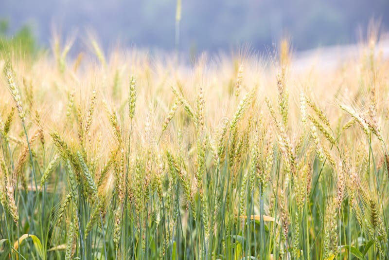 Wheat field stock photo. Image of field, seed, landscape - 86705778
