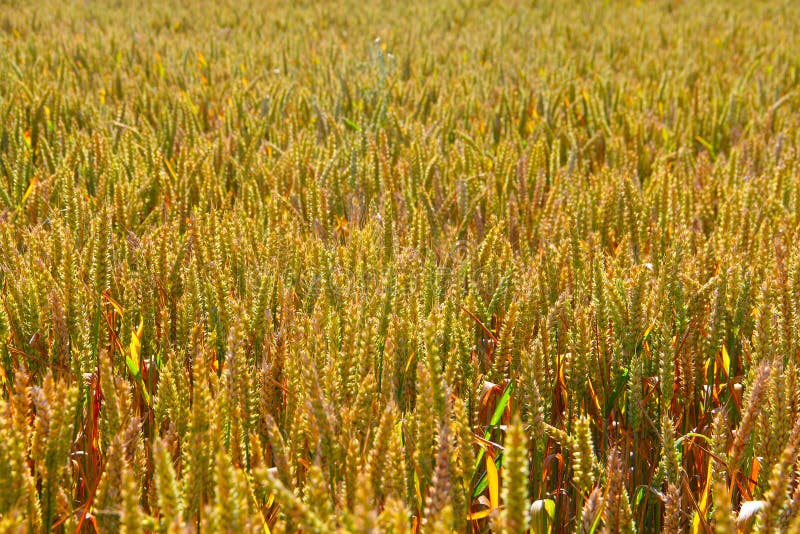 Wheat field close-up stock image. Image of close, gold - 49677629