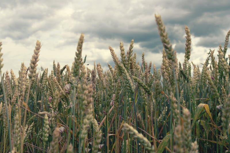 Wheat Field Close Up. Filter Applied Stock Photo - Image of landscape ...