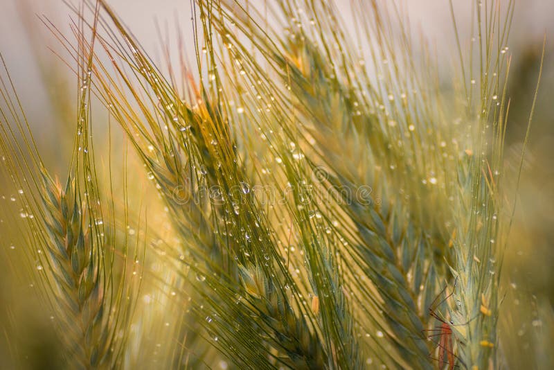 Wheat field close up shot stock image. Image of grass - 125766321