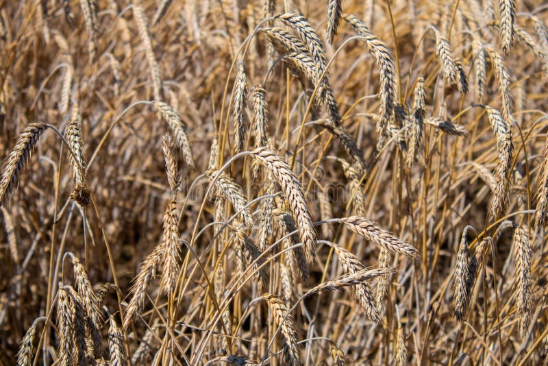 Wheat Field Close Up in the Sun Stock Photo - Image of ripe, elements ...