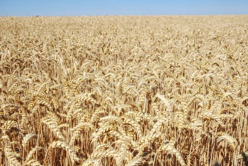 Wheat field close up view. stock image. Image of close - 183813645