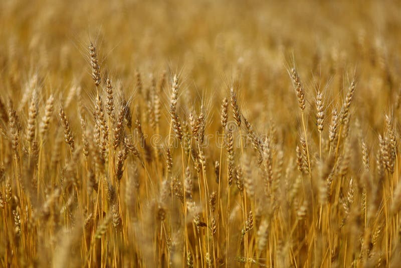 Wheat Field Close-up. Yellow Wheat Grows Stock Image - Image of field ...