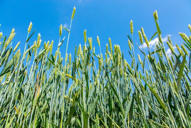 Wheat field stock photo. Image of nature, freshness, color - 57202214