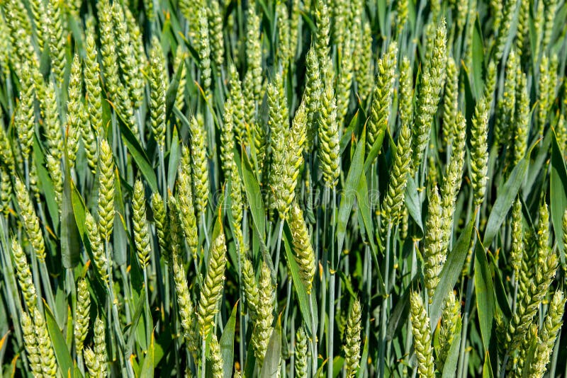 Wheat field stock image. Image of beauty, rural, natural - 57204321