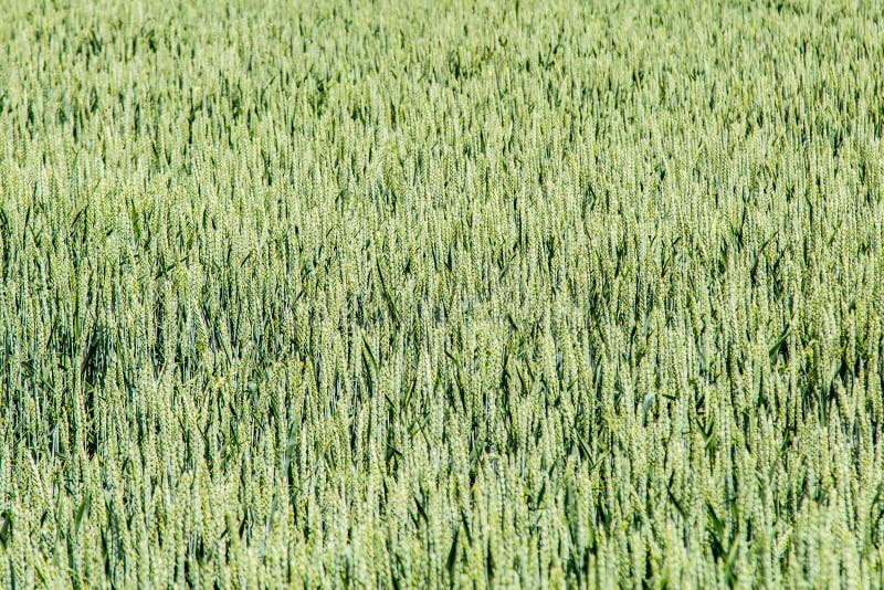 Wheat field stock image. Image of background, season - 57214973