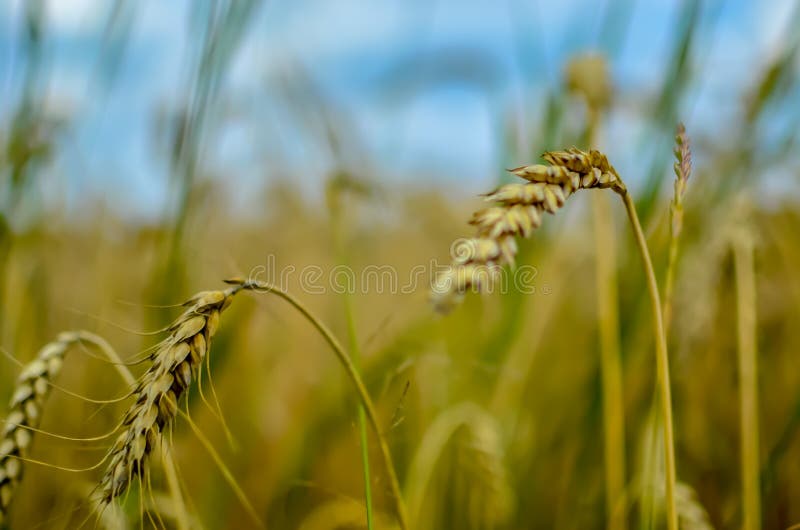 Wheat Field Closeup on the Blue Sky Background Stock Image - Image of ...