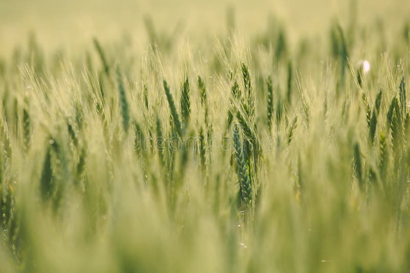 Wheat field closeup stock image. Image of nature, closeup - 263294107